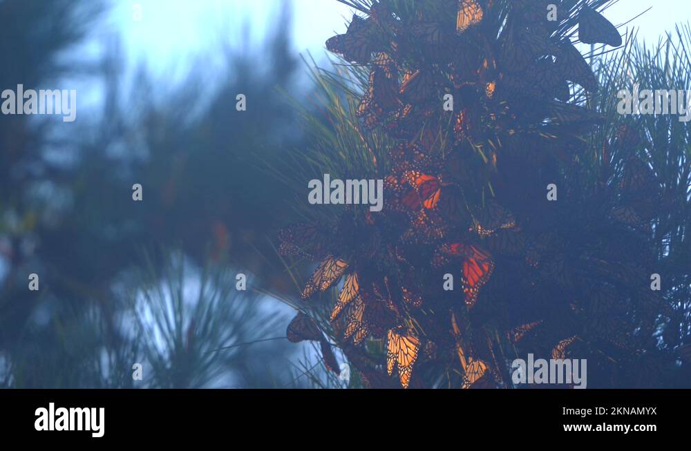 Monarch Butterflies roosting on a pine tree. Fluttering wings. 4K Stock ...