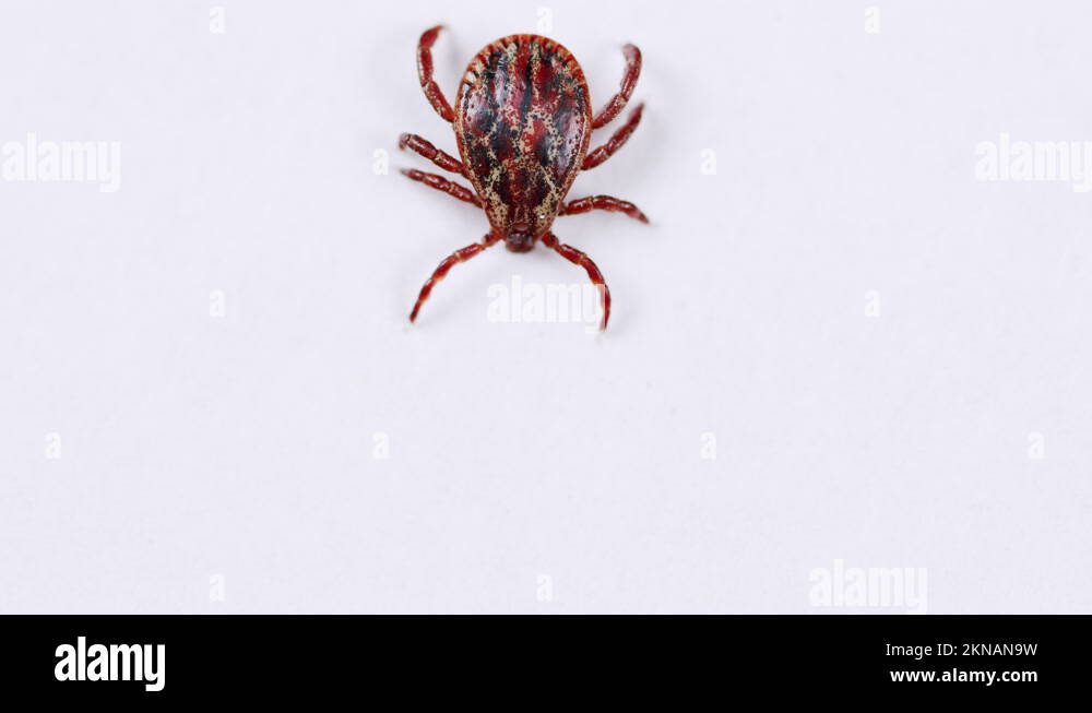 Adult tick crawling on white background. Tick causing lyme desease and ...