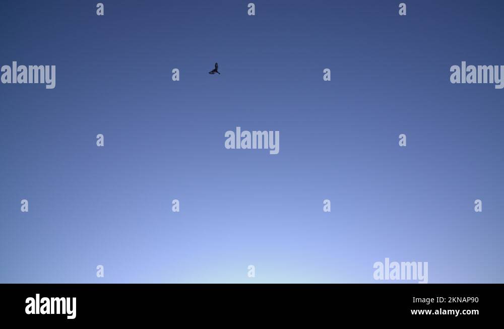 Mid air diving Stock Videos & Footage - HD and 4K Video Clips - Alamy