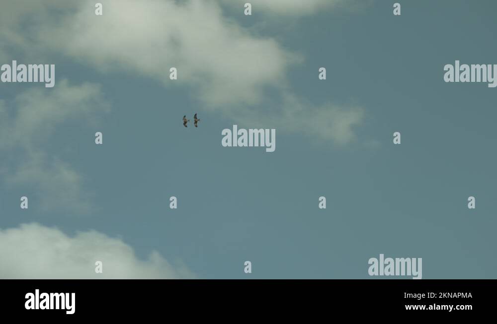 Animal chase prey Stock Videos & Footage - HD and 4K Video Clips - Alamy