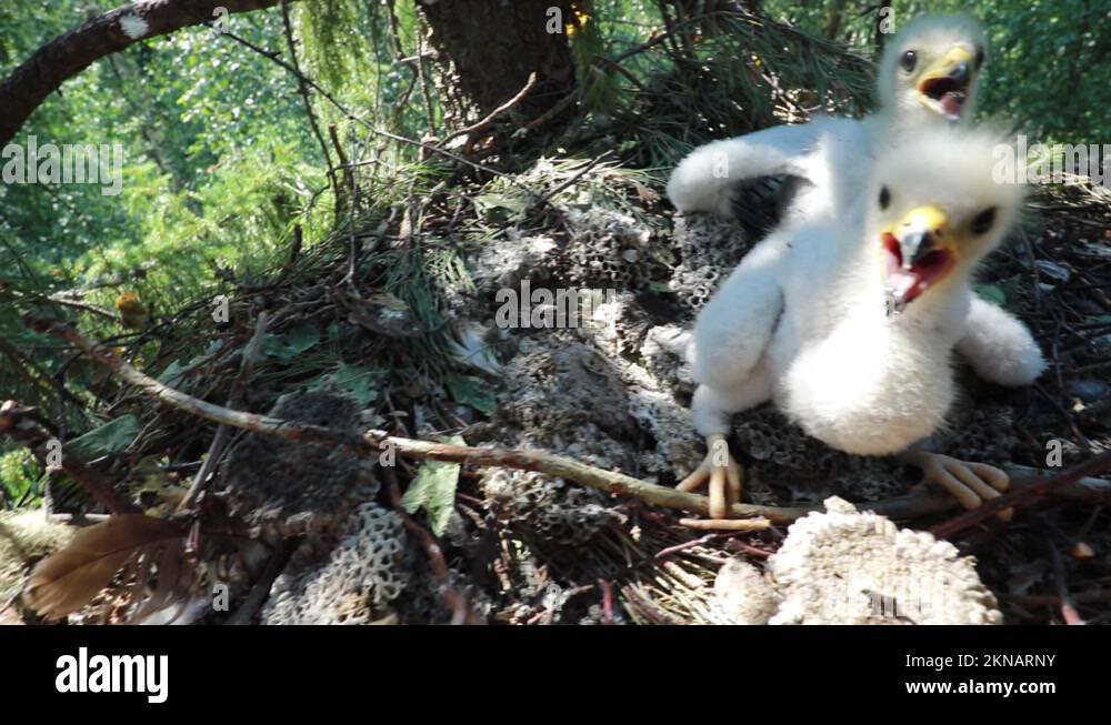 Young duck hawk Stock Videos & Footage - HD and 4K Video Clips - Alamy