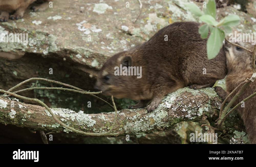Rock Hyrax - Procavia capensis also dassie, Cape hyrax, rock rabbit and ...
