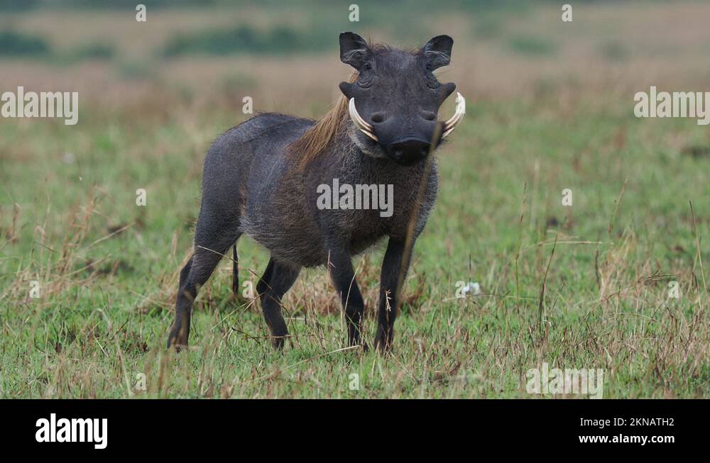 Wild member of pig family Stock Videos & Footage - HD and 4K Video ...