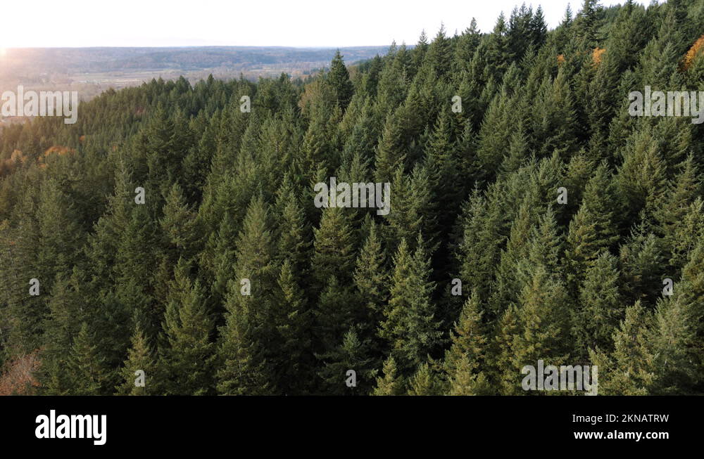 Forest canopy texture Stock Videos & Footage - HD and 4K Video Clips ...