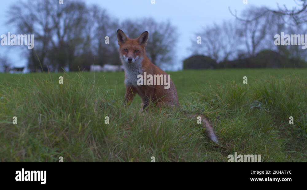 Fox fur farm Stock Videos & Footage - HD and 4K Video Clips - Alamy