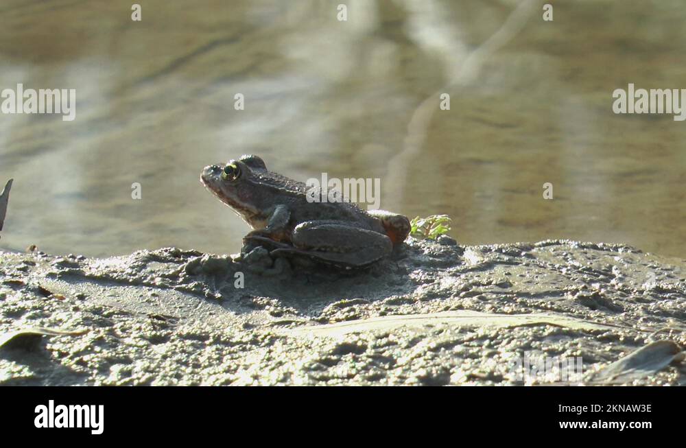 Water reservoir frog Stock Videos & Footage - HD and 4K Video Clips - Alamy