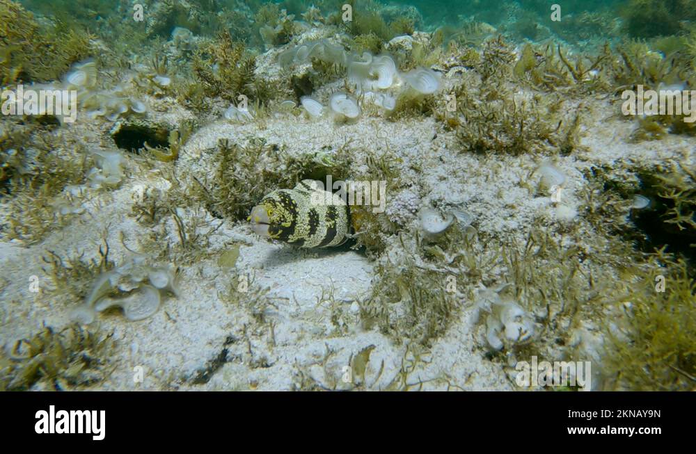 Moray eel peeking out of a burrow in a coral reef covered with algae ...