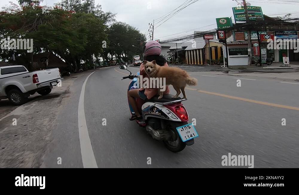 Fearless Pomeranian Spitz rides a motorcycle with his owner Stock Video ...