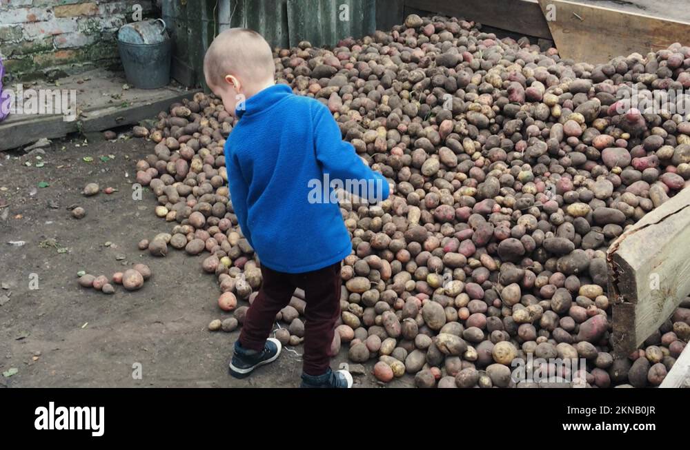 Kid potatoes Stock Videos & Footage - HD and 4K Video Clips - Alamy