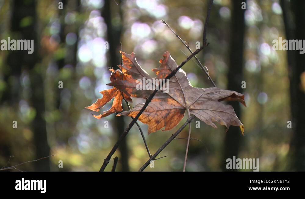 Decaying maple leaf Stock Videos & Footage - HD and 4K Video Clips - Alamy