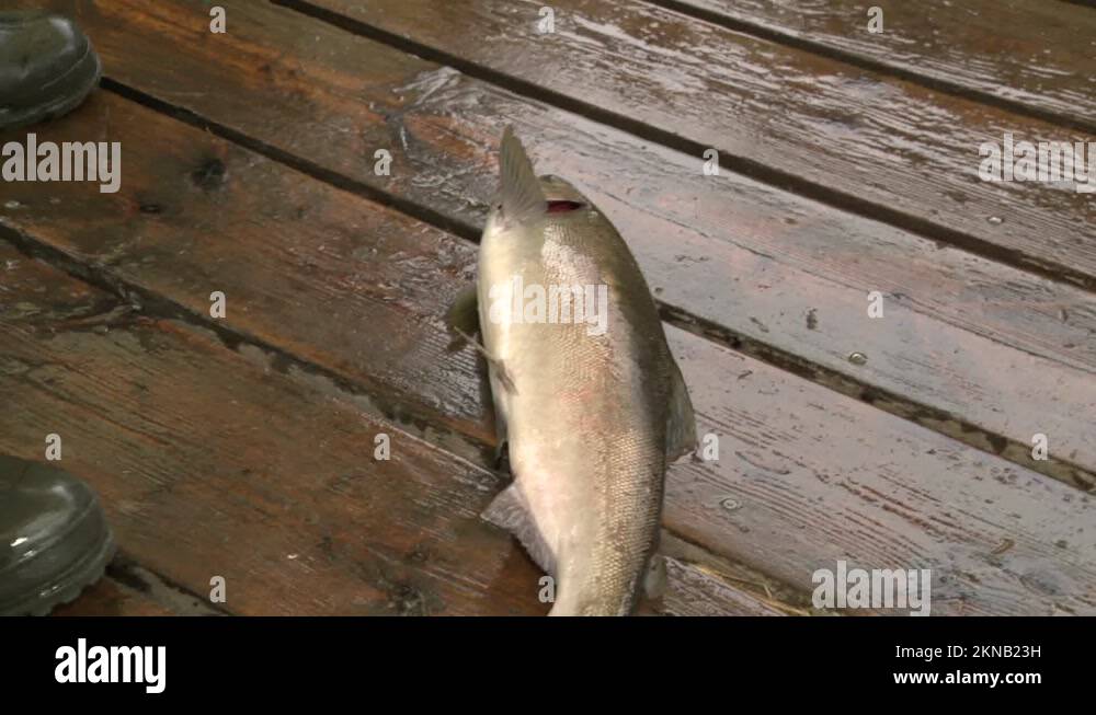 Salmon farming nets Stock Videos & Footage - HD and 4K Video Clips - Alamy