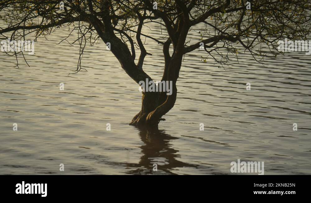 Relaxing tree Stock Videos & Footage - HD and 4K Video Clips - Alamy