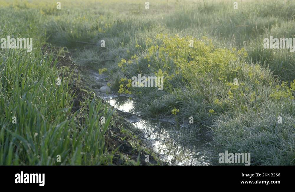 Ditch flowers Stock Videos & Footage - HD and 4K Video Clips - Alamy