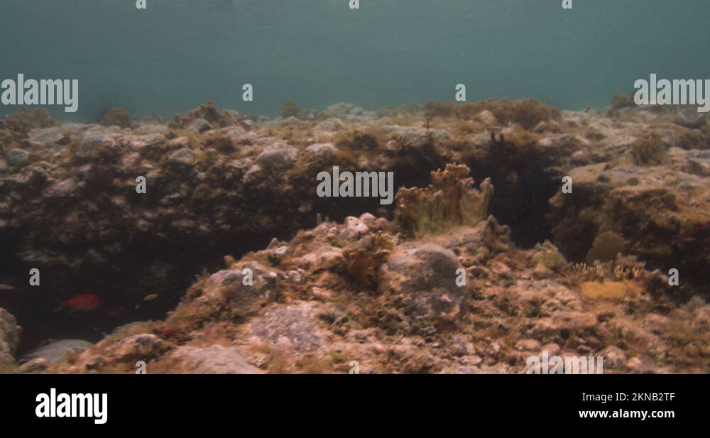 Dying coral reefs Stock Videos & Footage - HD and 4K Video Clips - Alamy