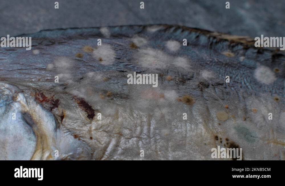 Dry dried fish Stock Videos & Footage - HD and 4K Video Clips - Alamy