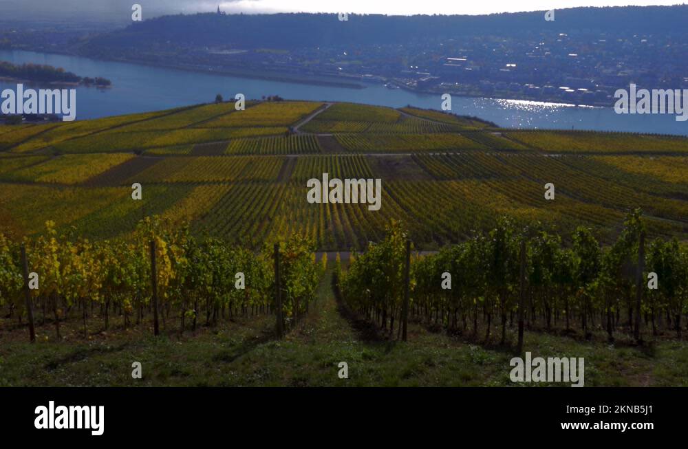 Rhine vineyard Stock Videos & Footage - HD and 4K Video Clips - Alamy