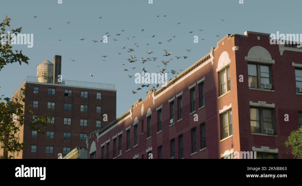 Large Flock Of Pigeons Landing On Roof Of Red Brick Apartment Building ...