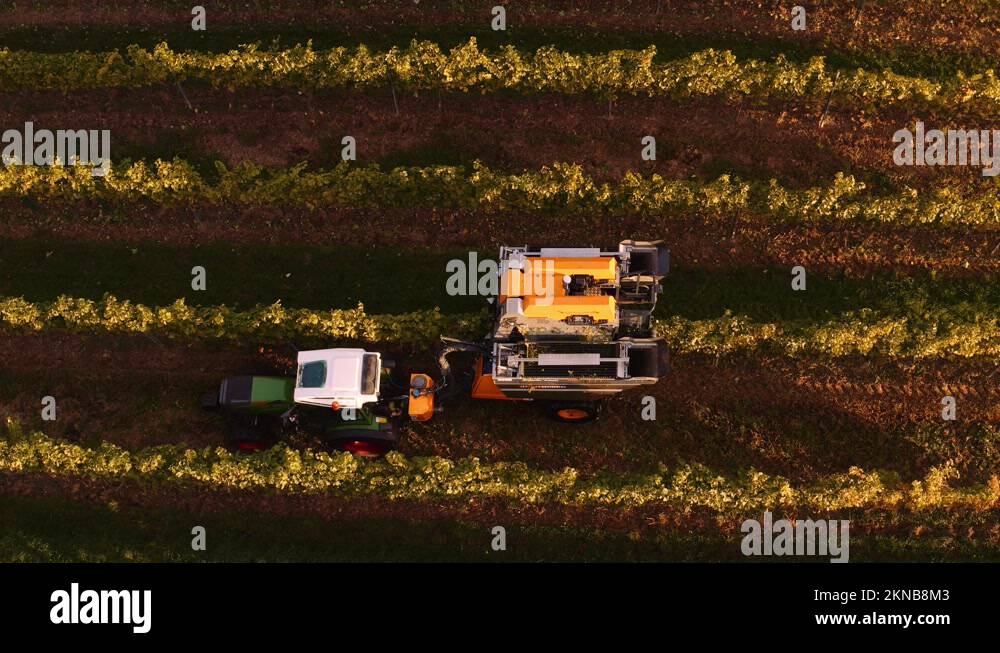 Overhead view as tractor pulls mechanical grape picker through vineyard ...