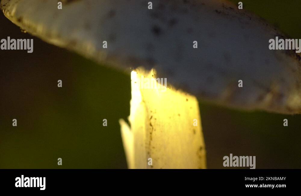 Light yellow spores Stock Videos & Footage - HD and 4K Video Clips - Alamy