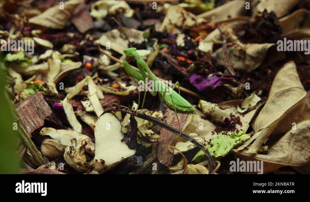 European mantis head Stock Videos & Footage - HD and 4K Video Clips - Alamy