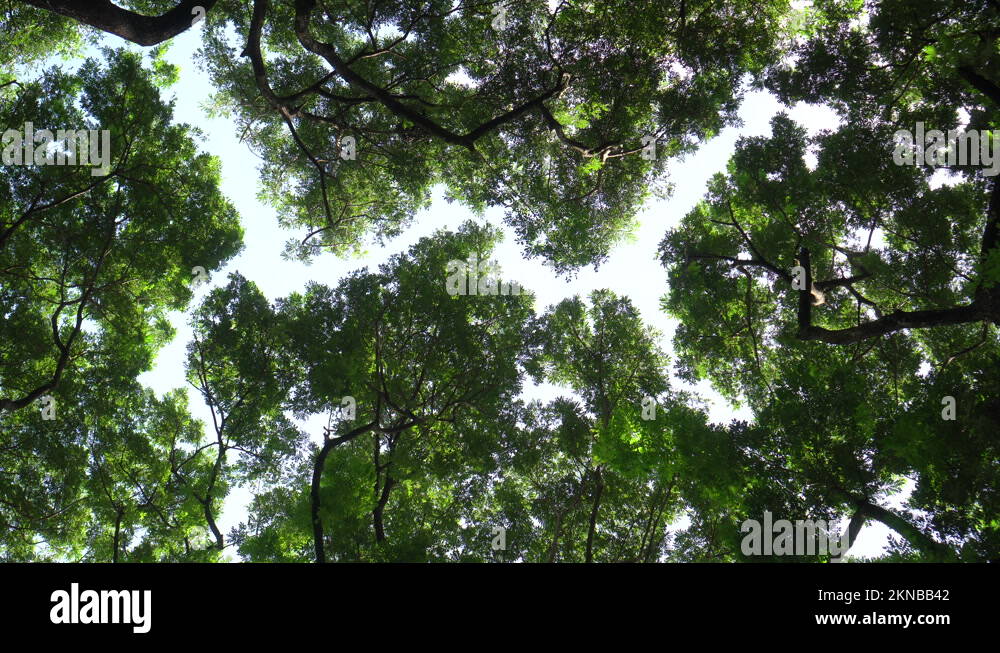 Crown Shyness big tree showing gap between tree top avoid touching in ...
