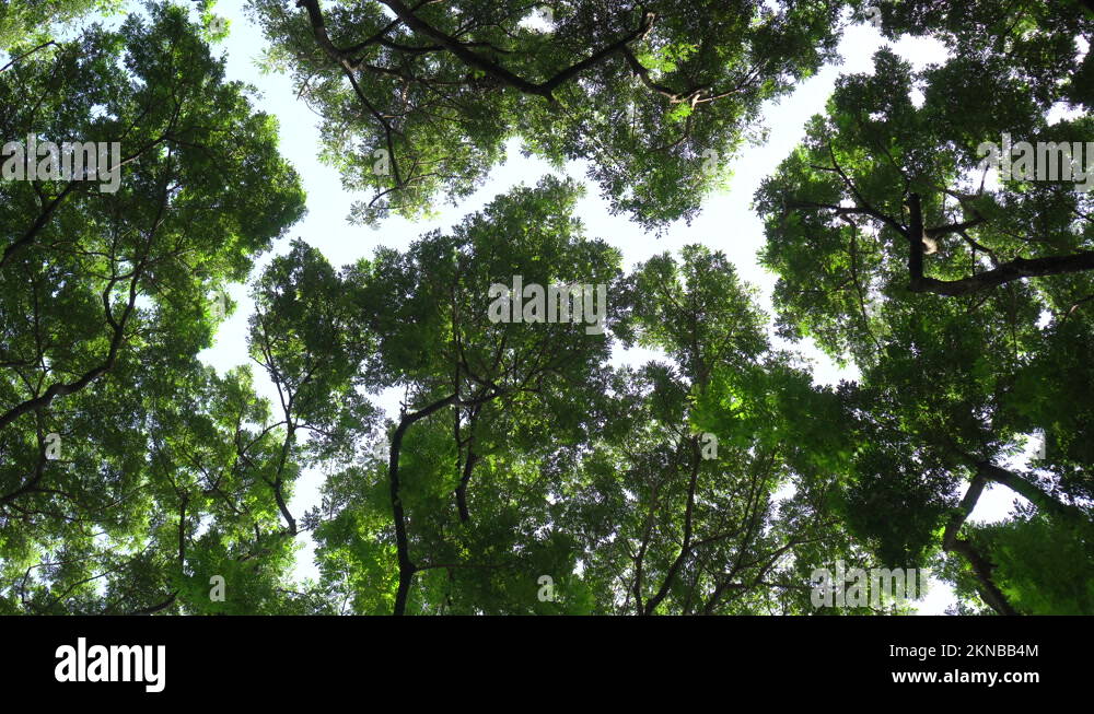 Crown Shyness big tree showing gap between tree top avoid touching in ...