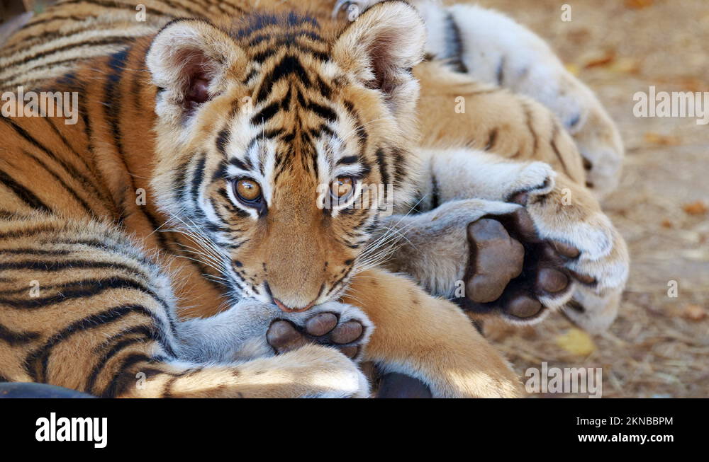 Tiger family Stock Videos & Footage - HD and 4K Video Clips - Alamy