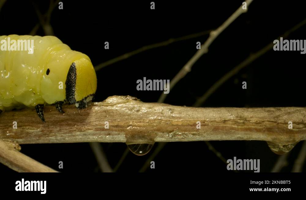 Wet larva (caterpillar) of butterfly Death's Head Hawkmoth after rain ...