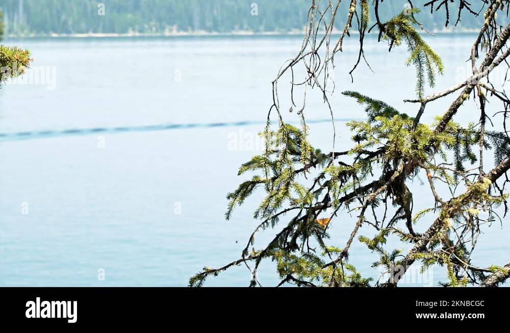 Small monarch butterfly Stock Videos & Footage - HD and 4K Video Clips ...