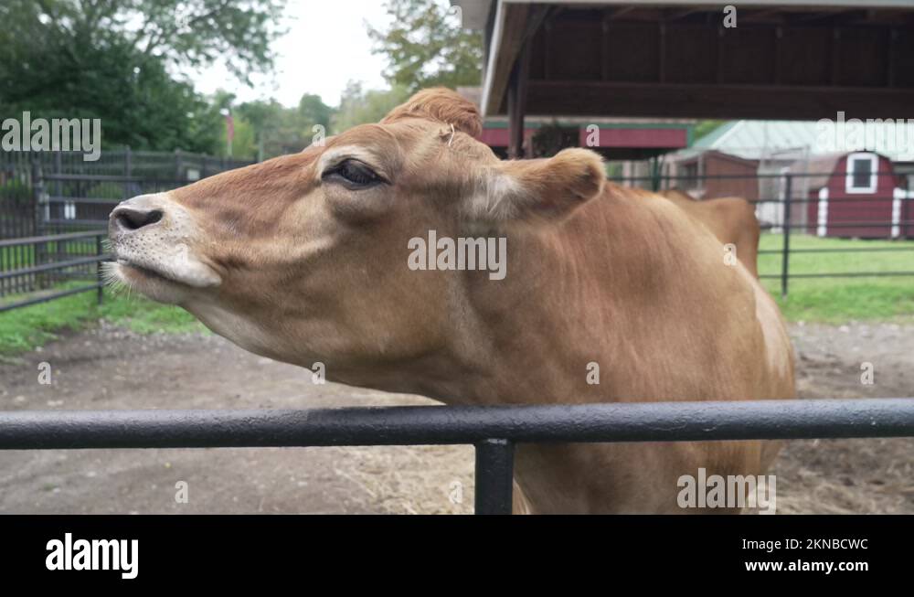 Rumiant Stock Videos & Footage - HD and 4K Video Clips - Alamy