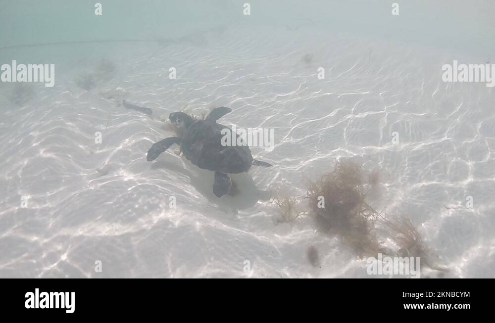 Loggerhead Sea Turtle (Caretta Caretta) swim underwater Caribbean sea ...