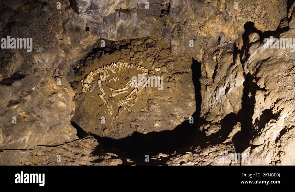 Cave fossils Stock Videos & Footage - HD and 4K Video Clips - Alamy