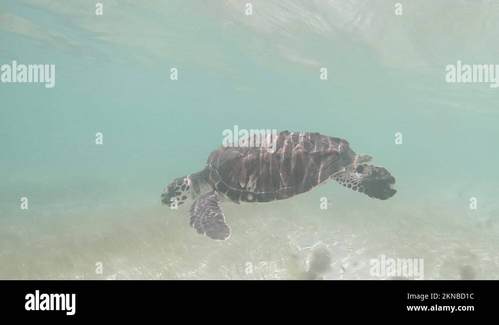 Loggerhead Sea Turtle (Caretta Caretta) taking a breath into blue water ...