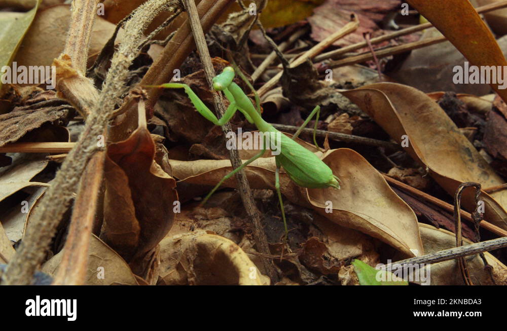 Green praying mantis starting to climb up off the forest floor onto a ...