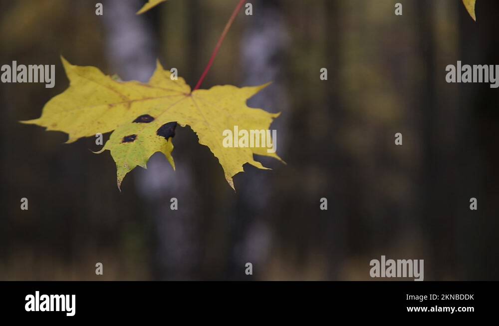 Fungal Leaf Spot Disease Stock Videos And Footage Hd And 4k Video Clips Alamy