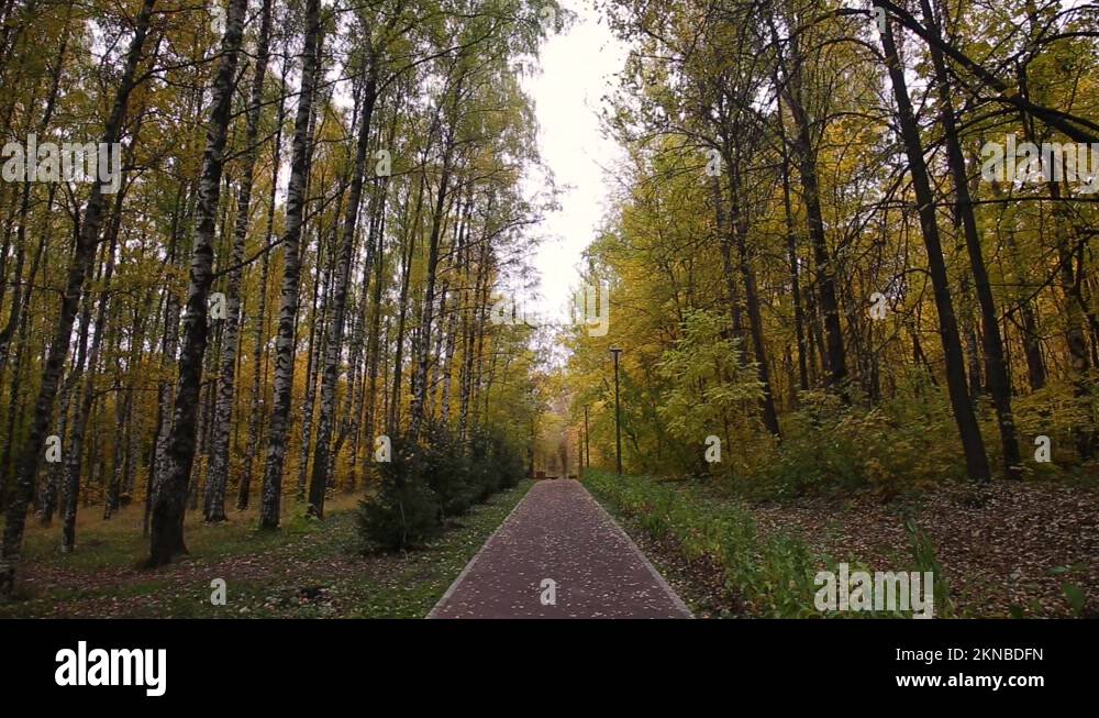Pathway covered yellow leaves Stock Videos & Footage - HD and 4K Video ...
