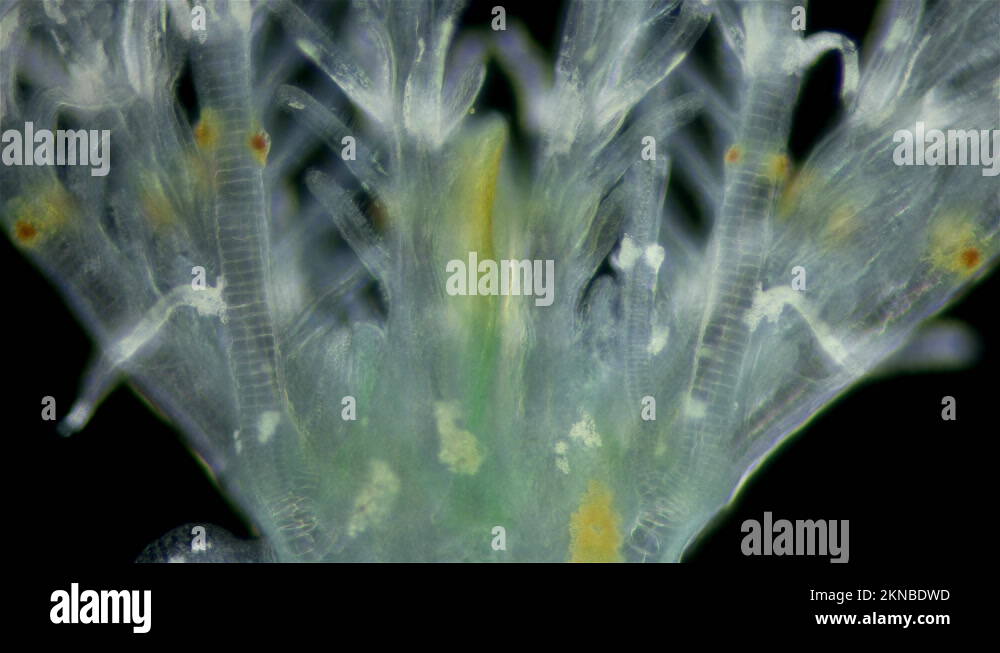 Polychaeta worm, family Sabellidae under a microscope. Video shows ...