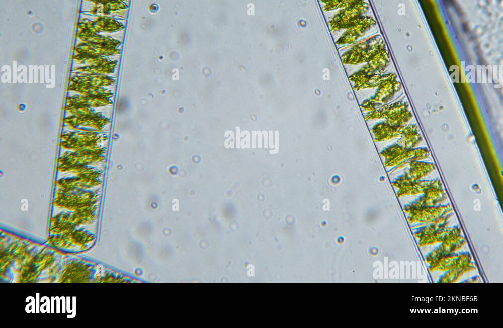 Intensive gas exchange processes of microscopic algae. Plant cells ...