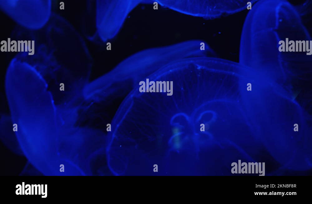 Jellyfish danger Stock Videos & Footage - HD and 4K Video Clips - Alamy