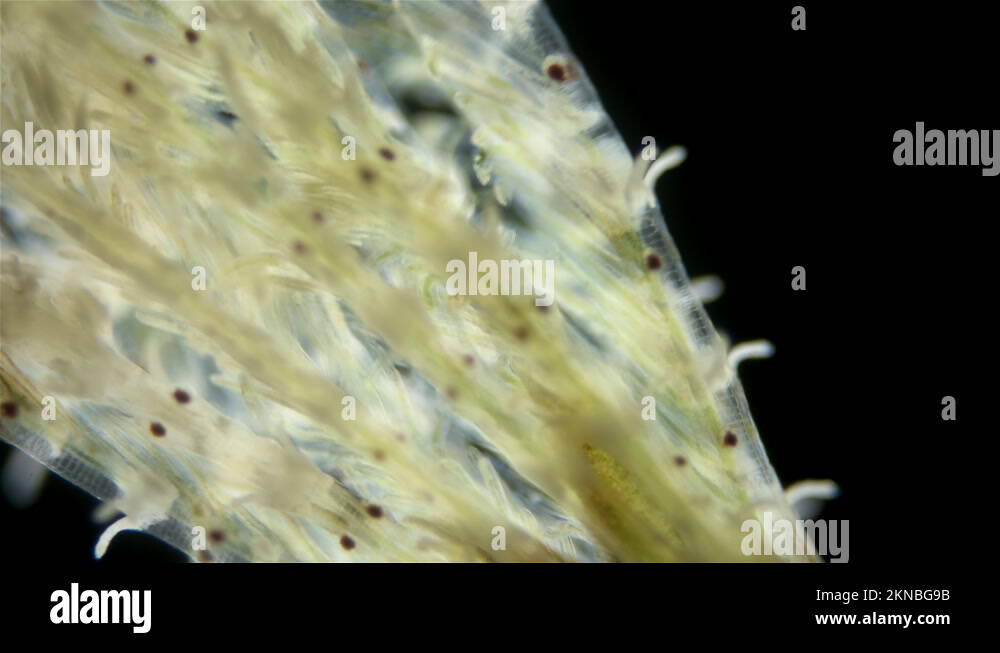 Polychaeta worm, family Sabellidae under a microscope. Video shows ...
