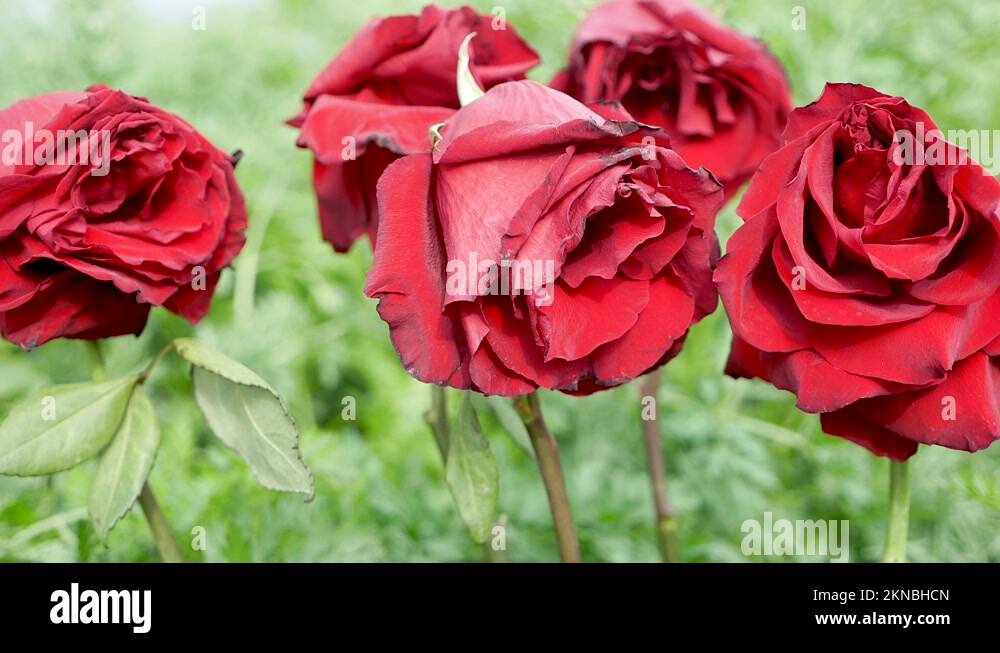 Faded red roses Stock Videos & Footage - HD and 4K Video Clips - Alamy
