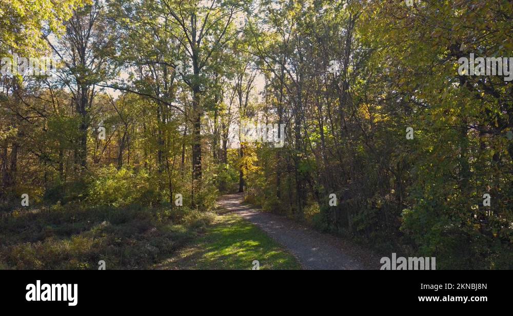 Tree line pathway Stock Videos & Footage - HD and 4K Video Clips - Alamy