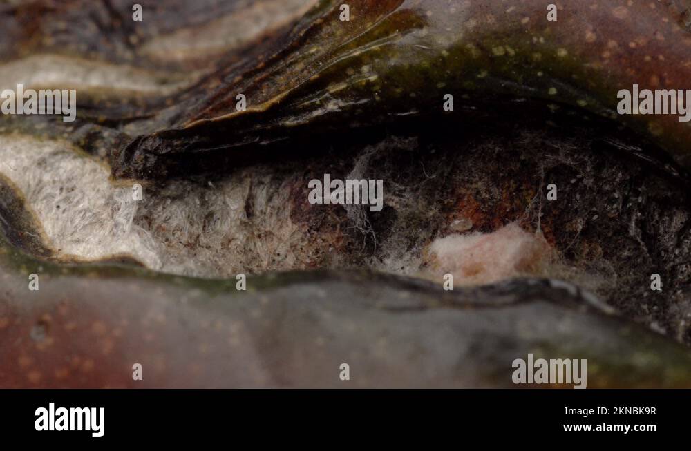 Vegetable decomposition Stock Videos & Footage - HD and 4K Video Clips - Alamy