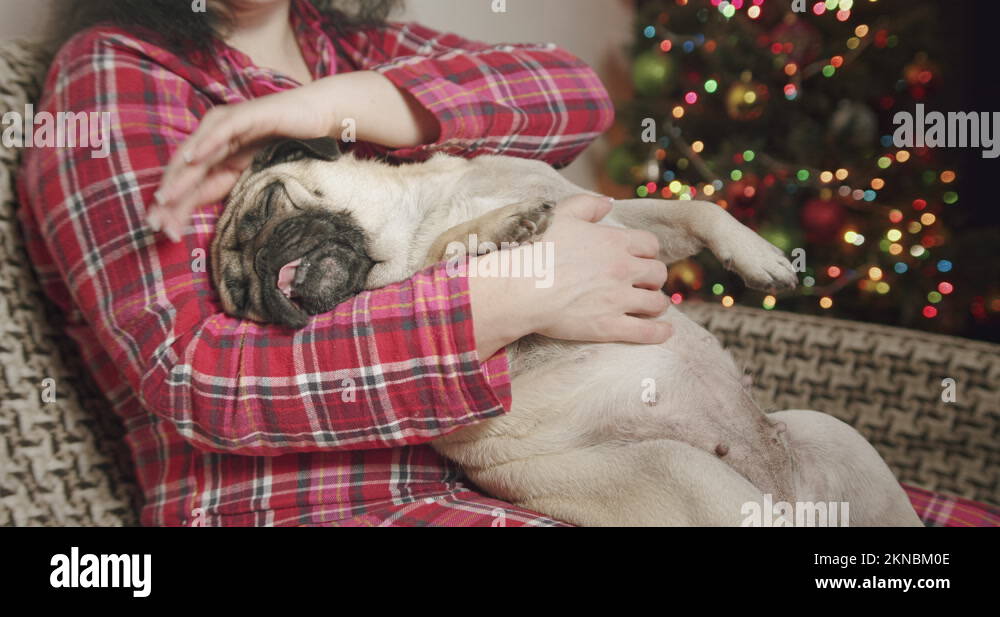 Woman owner is hugging the pug dog. Family Christmas. Pet love Stock ...