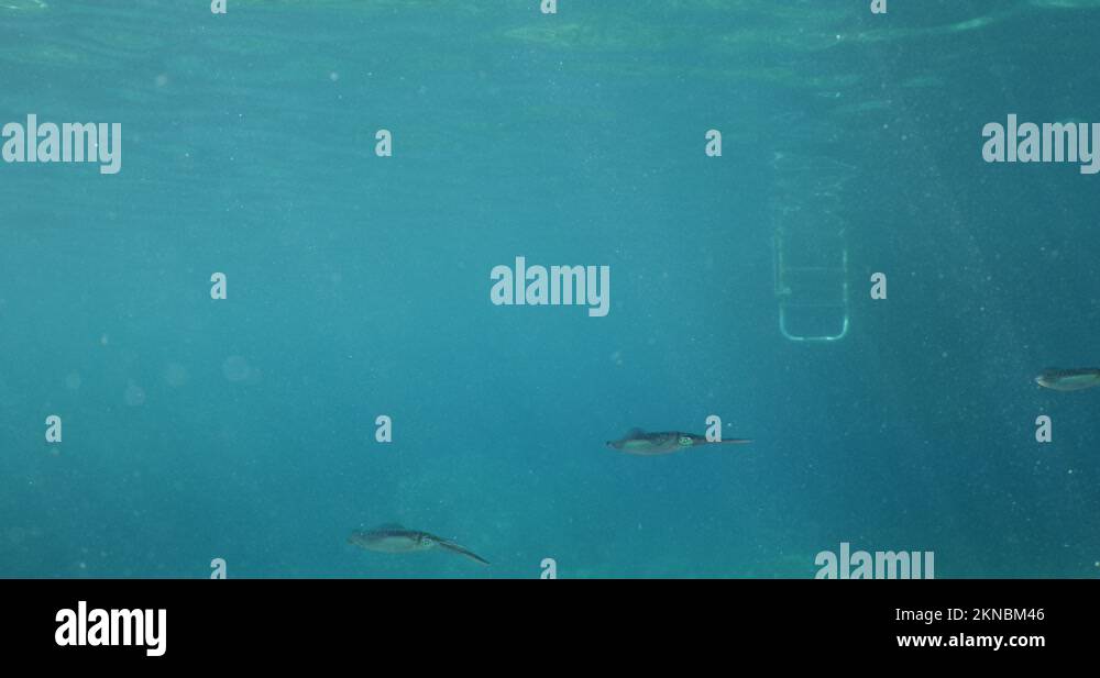 squid school underwater underwater ocean scenery animal cephalopod ...