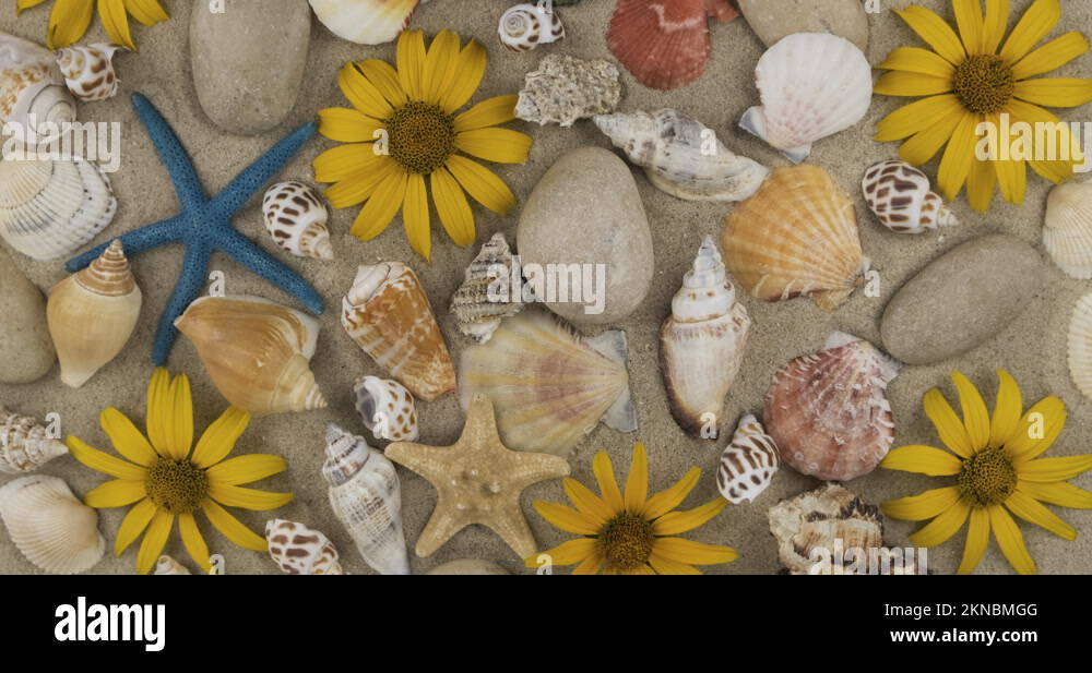 Rotation of a beautiful sea background with daisies. Top view ...