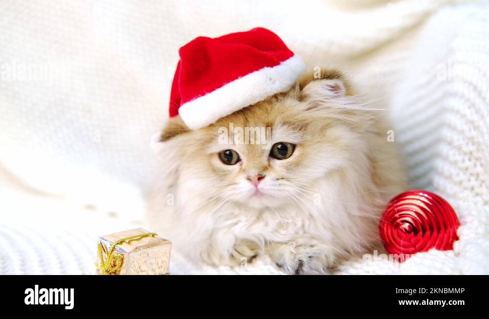 Angry cute Santa cat sitting on white background with copy space ...