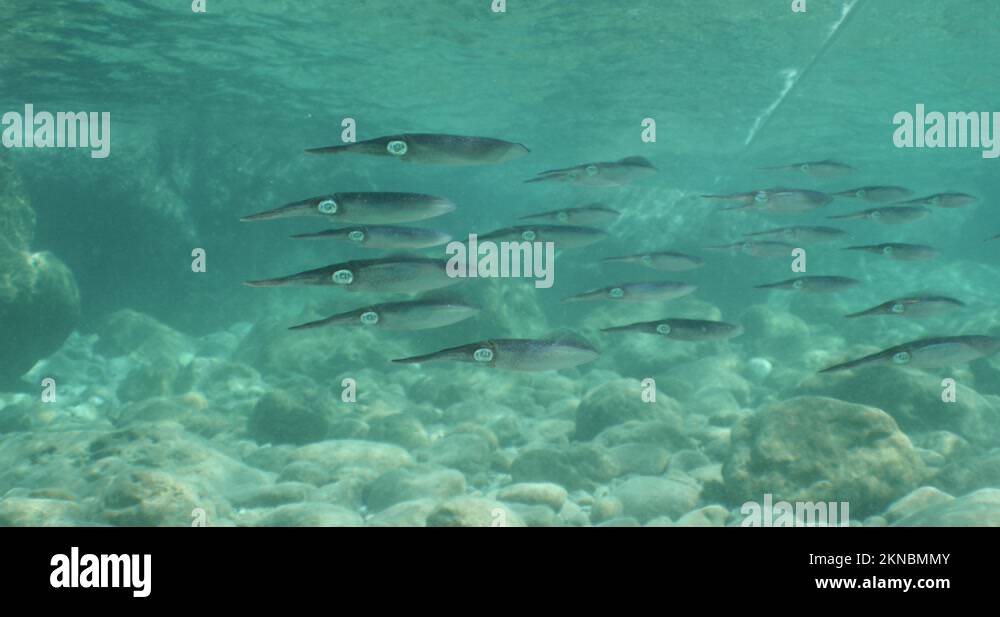 squid school underwater underwater ocean scenery animal cephalopod ...