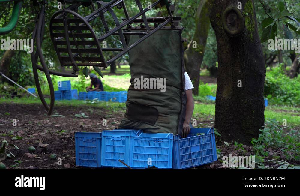hass avocados being emptied into blue crates by tractor jib and ...