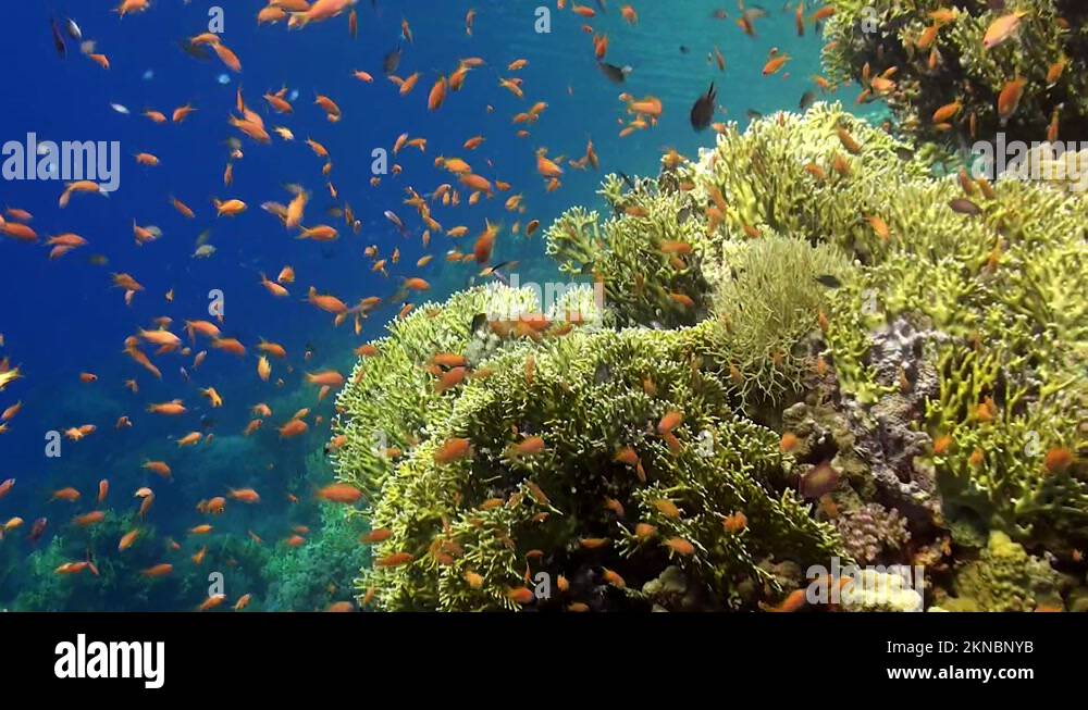Coral reef with fire coral and orange Anthias fish close up in the Red ...